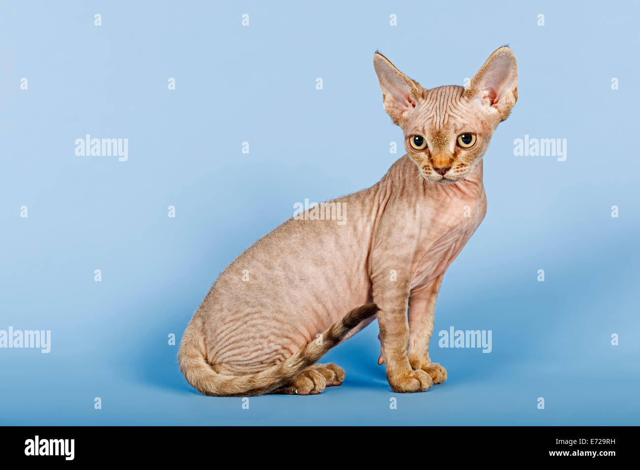Cat full body hi-res stock photography and images - Alamy