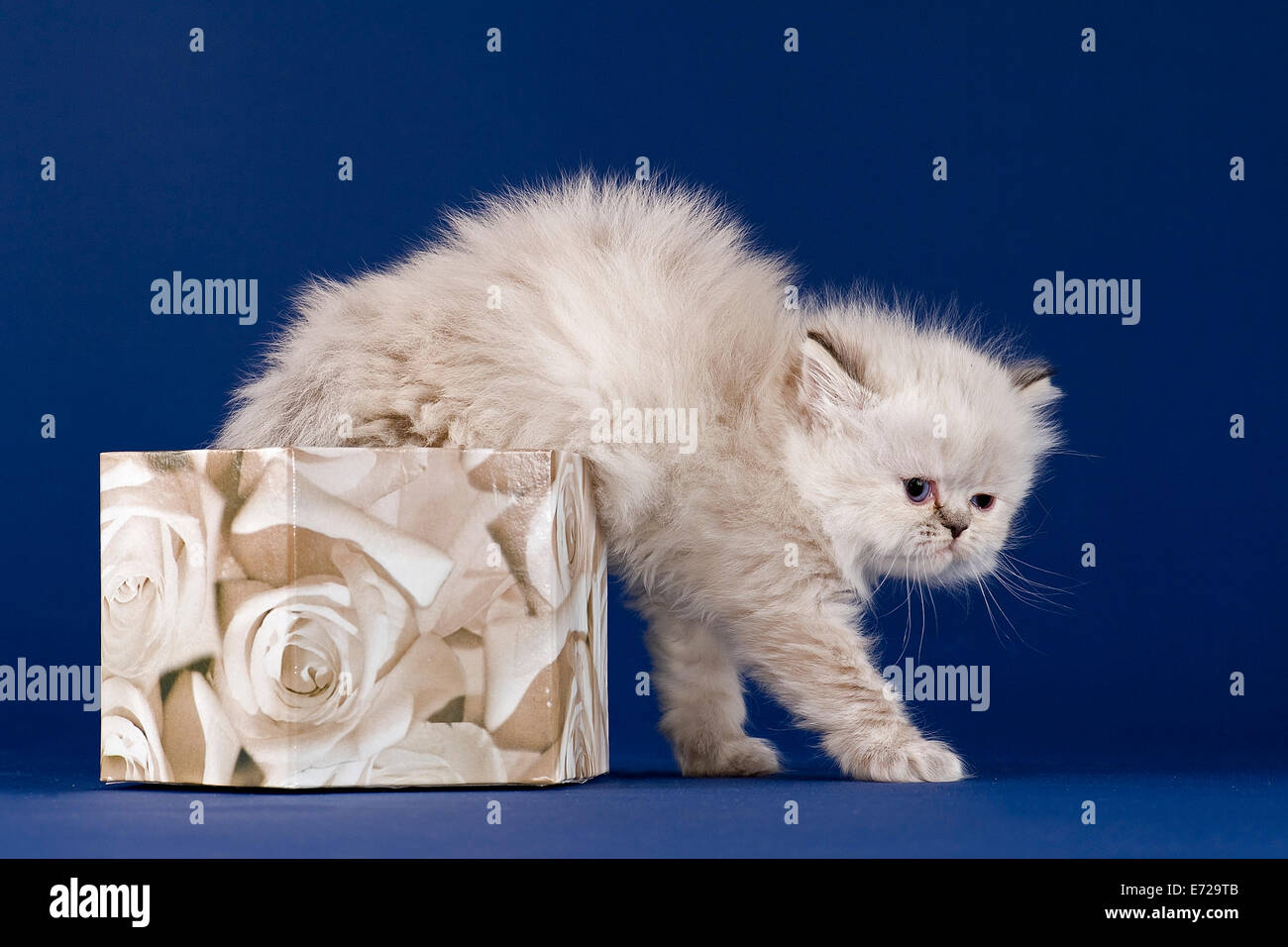 Persian Kitten, 5 weeks, with nose, Colorpoint Red Tabby Point ...