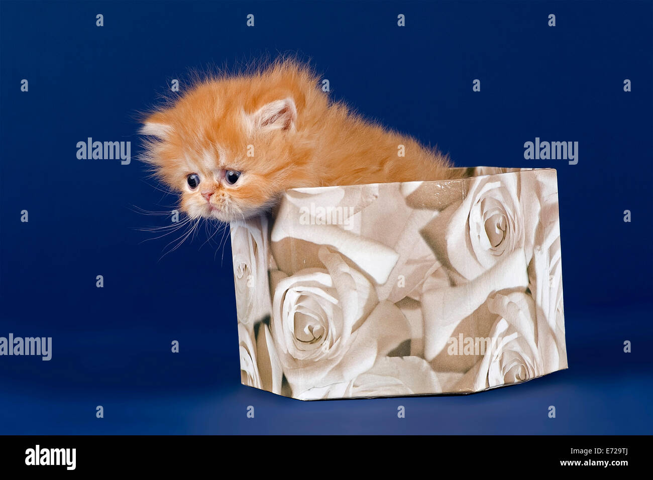 Baby in a box hi-res stock photography and images - Alamy