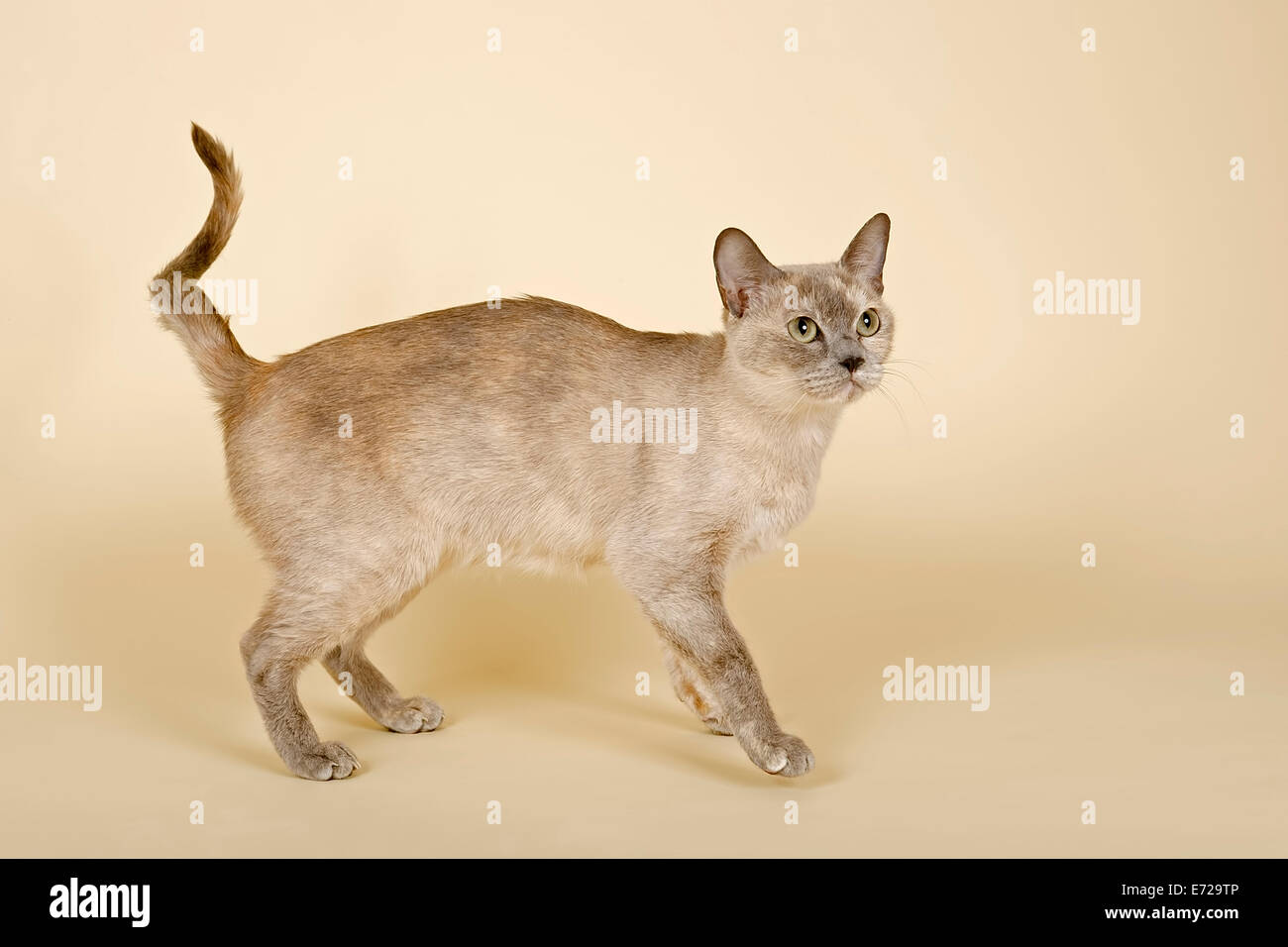 Smoke cat hi-res stock photography and images - Alamy
