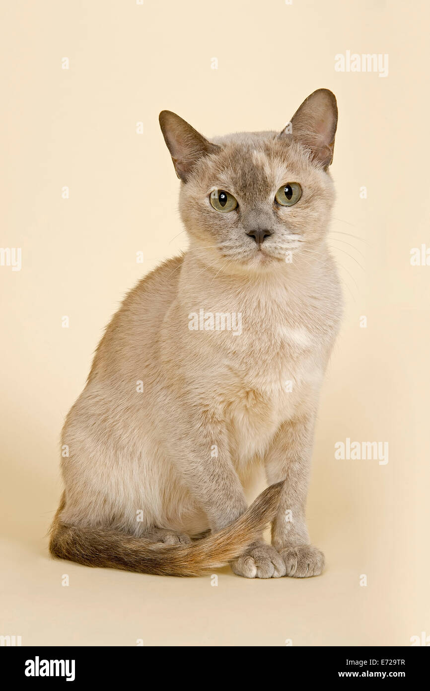 Smoke cat hi-res stock photography and images - Alamy