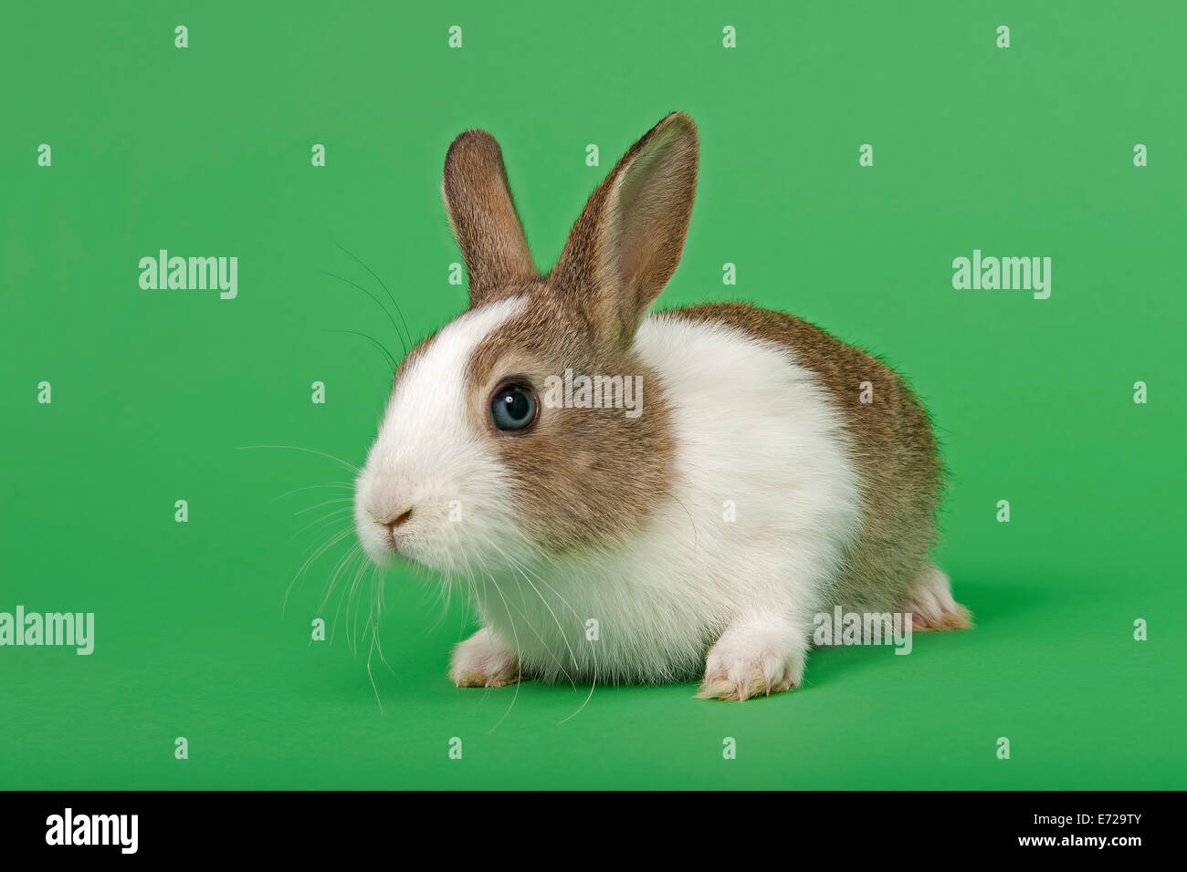 Dutch Rabbit High Resolution Stock Photography and Images - Alamy