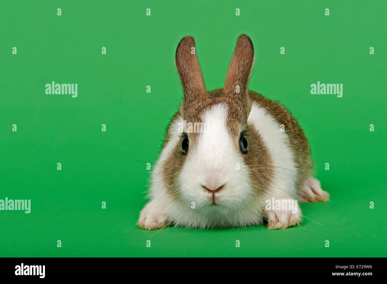 Dutch rabbit hi-res stock photography and images - Alamy