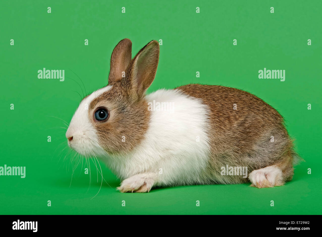 Dutch rabbit studio hi-res stock photography and images - Alamy