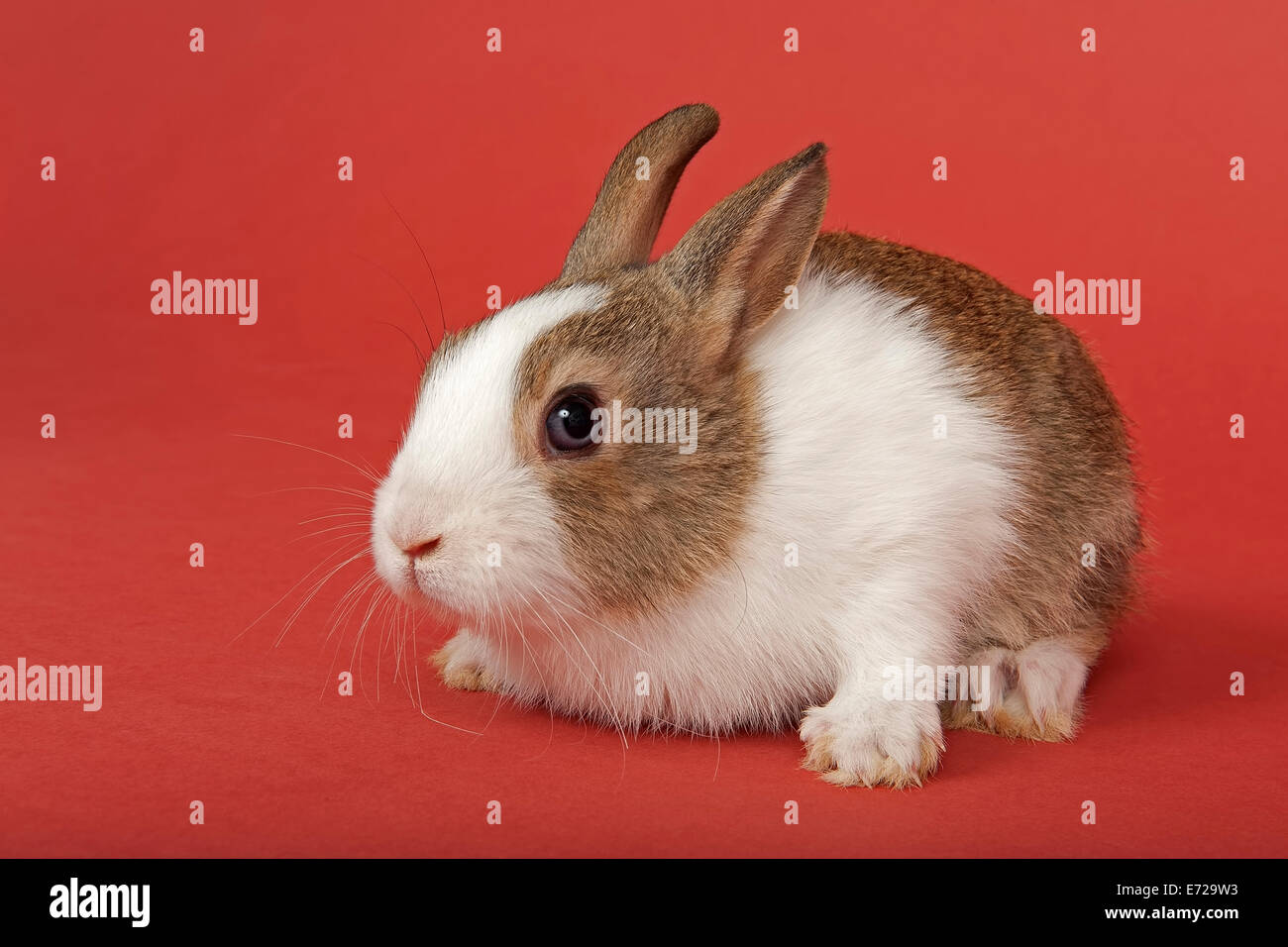 Dutch rabbit hi-res stock photography and images - Alamy
