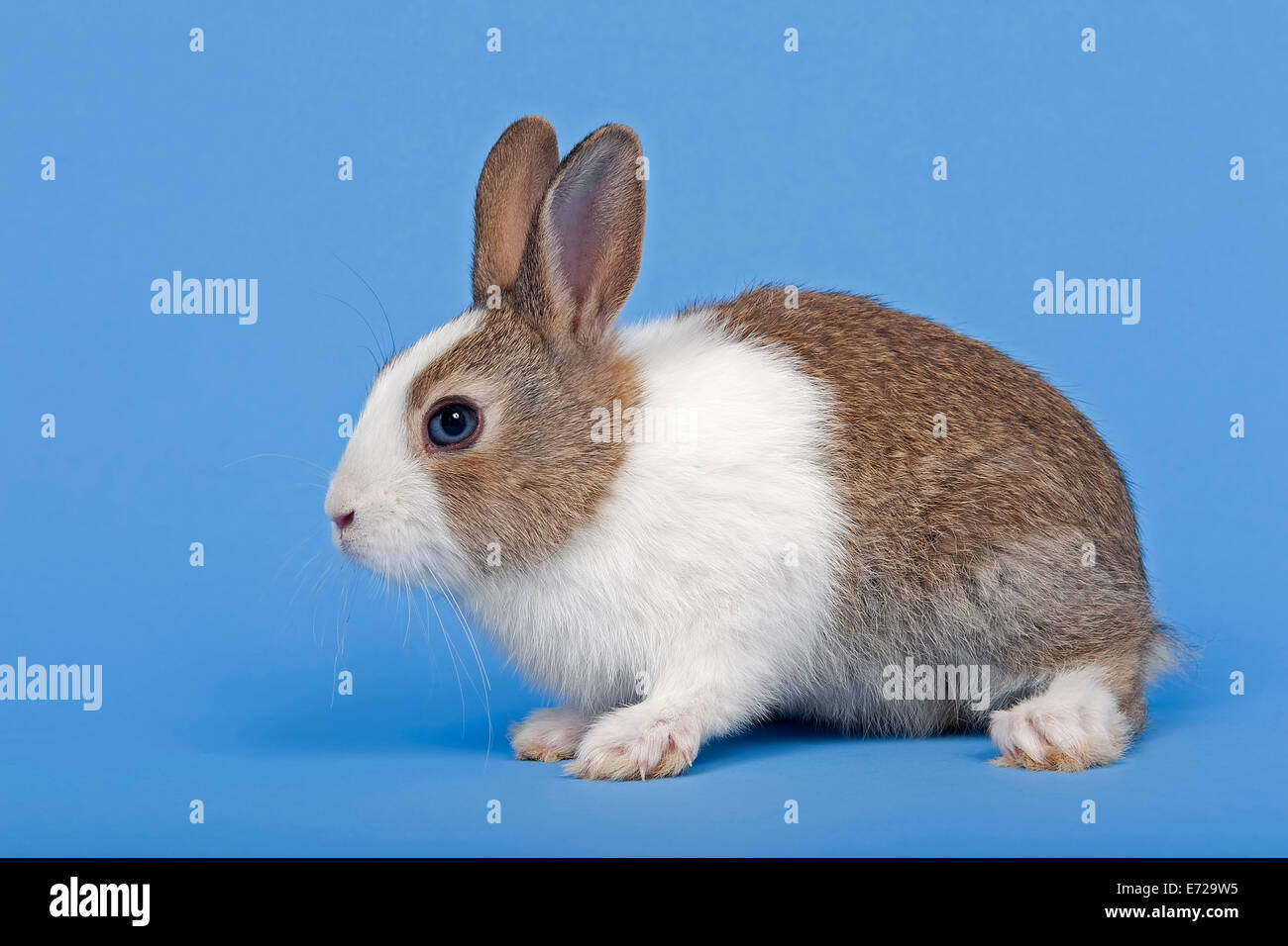 Dutch rabbit hi-res stock photography and images - Alamy