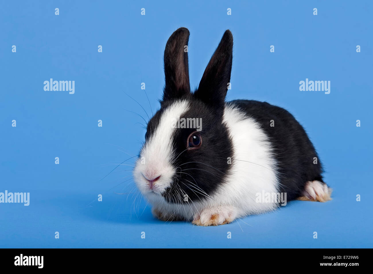 Dutch rabbit hi-res stock photography and images - Alamy