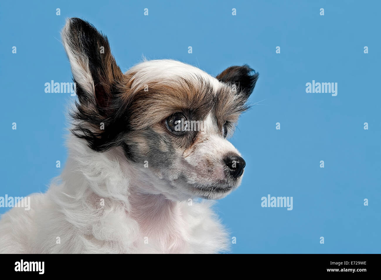 Chinese crested powder puff hi-res stock photography and images - Alamy
