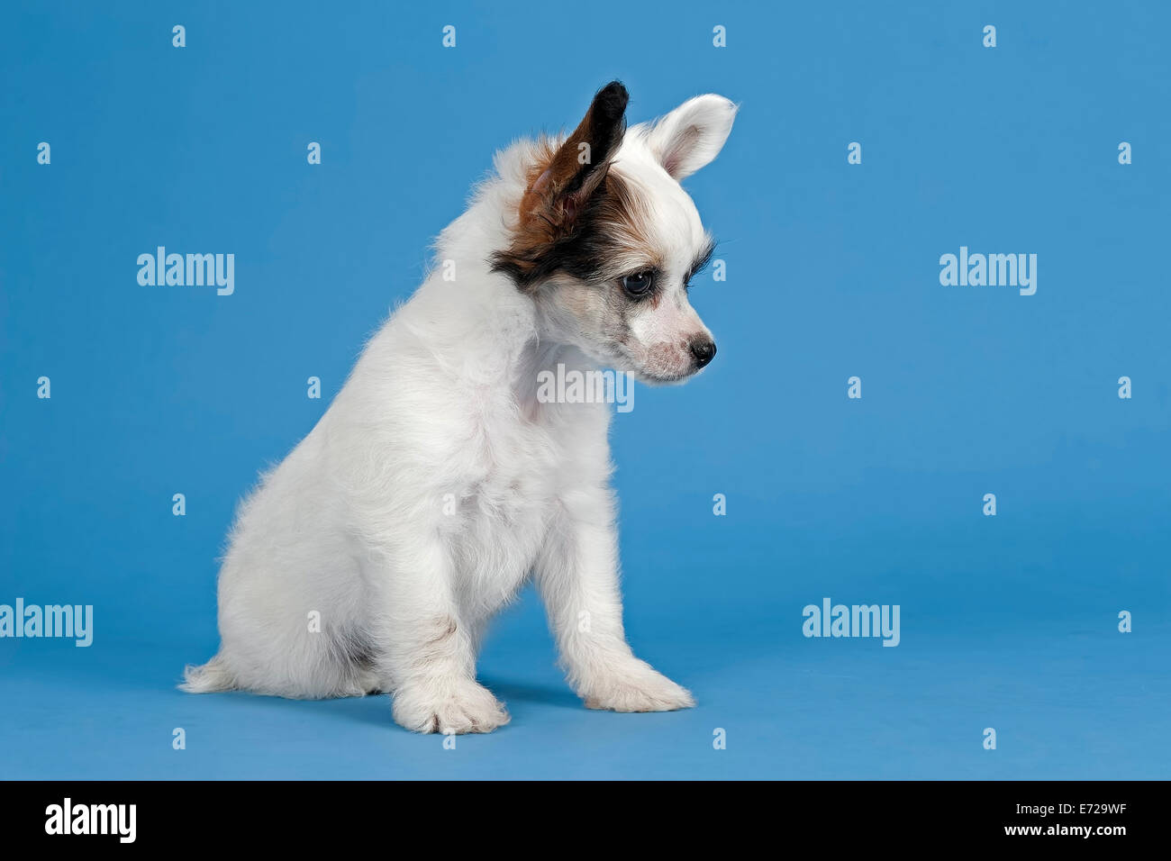 Chinese crested powder puff hi-res stock photography and images - Alamy
