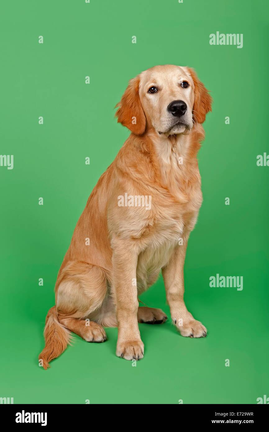Golden Retriever, 7 months Stock Photo - Alamy