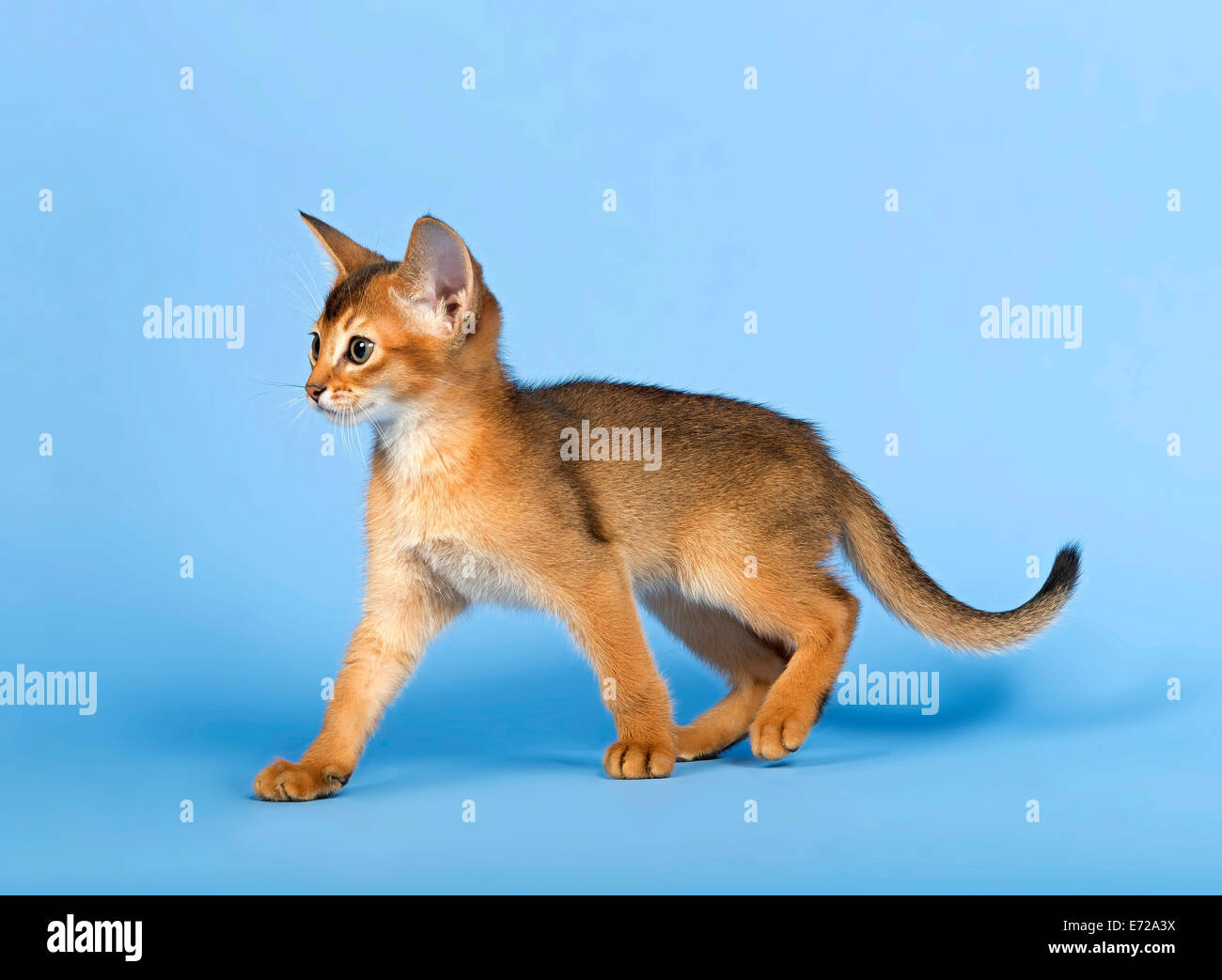 Blue abyssinian cat hi-res stock photography and images - Alamy