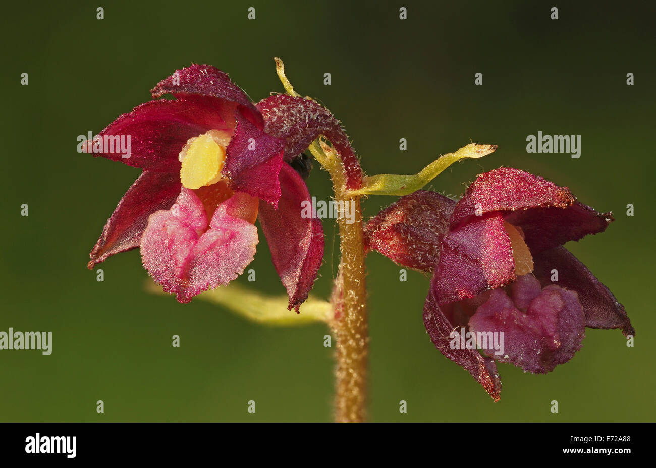 Dark Red Helleborine or Royal Helleborine (Epipactis atrorubens ...