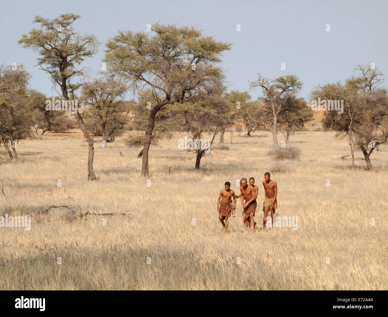 Bushmen in the Kalahari Desert, Camelthorn trees (Acacia erioloba) at ...