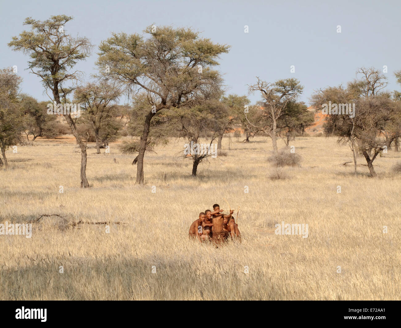Bushmen in the Kalahari Desert, Camelthorn trees (Acacia erioloba) at ...