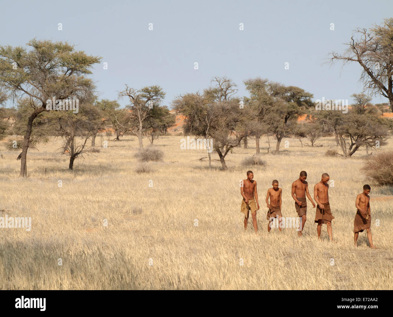 Bushmen in the Kalahari Desert, Camelthorn trees (Acacia erioloba) at ...