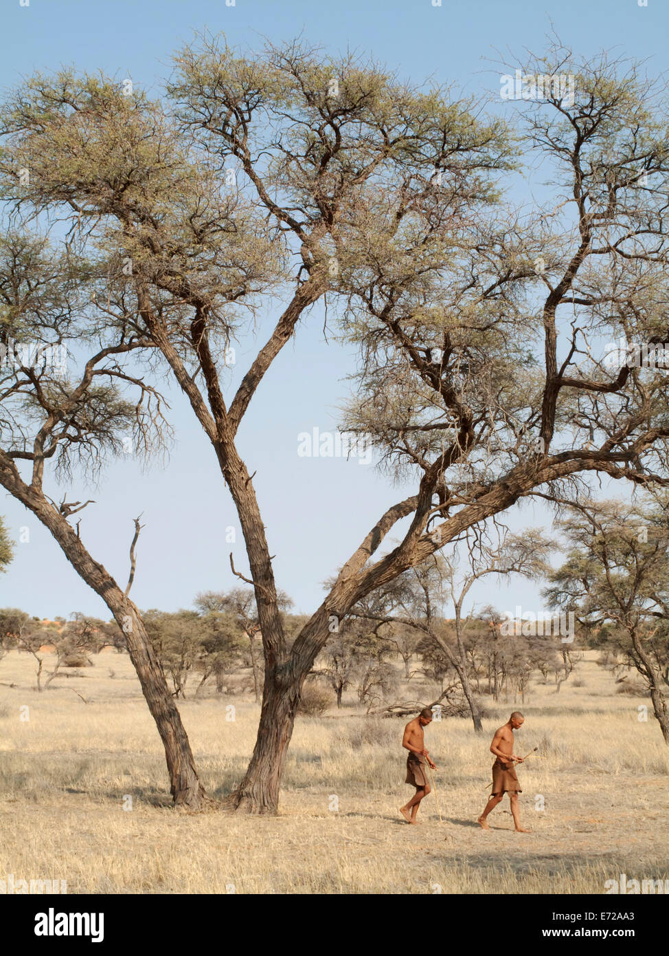 Bushmen in the Kalahari Desert, Camelthorn trees (Acacia erioloba ...