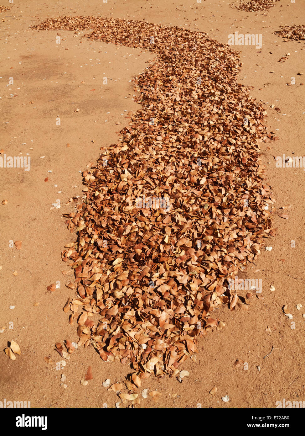 Colophospermum mopane hi-res stock photography and images - Alamy