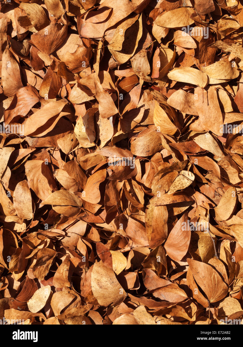 Fallen Mopane leaves (Colophospermum mopane), Kruger National Park ...