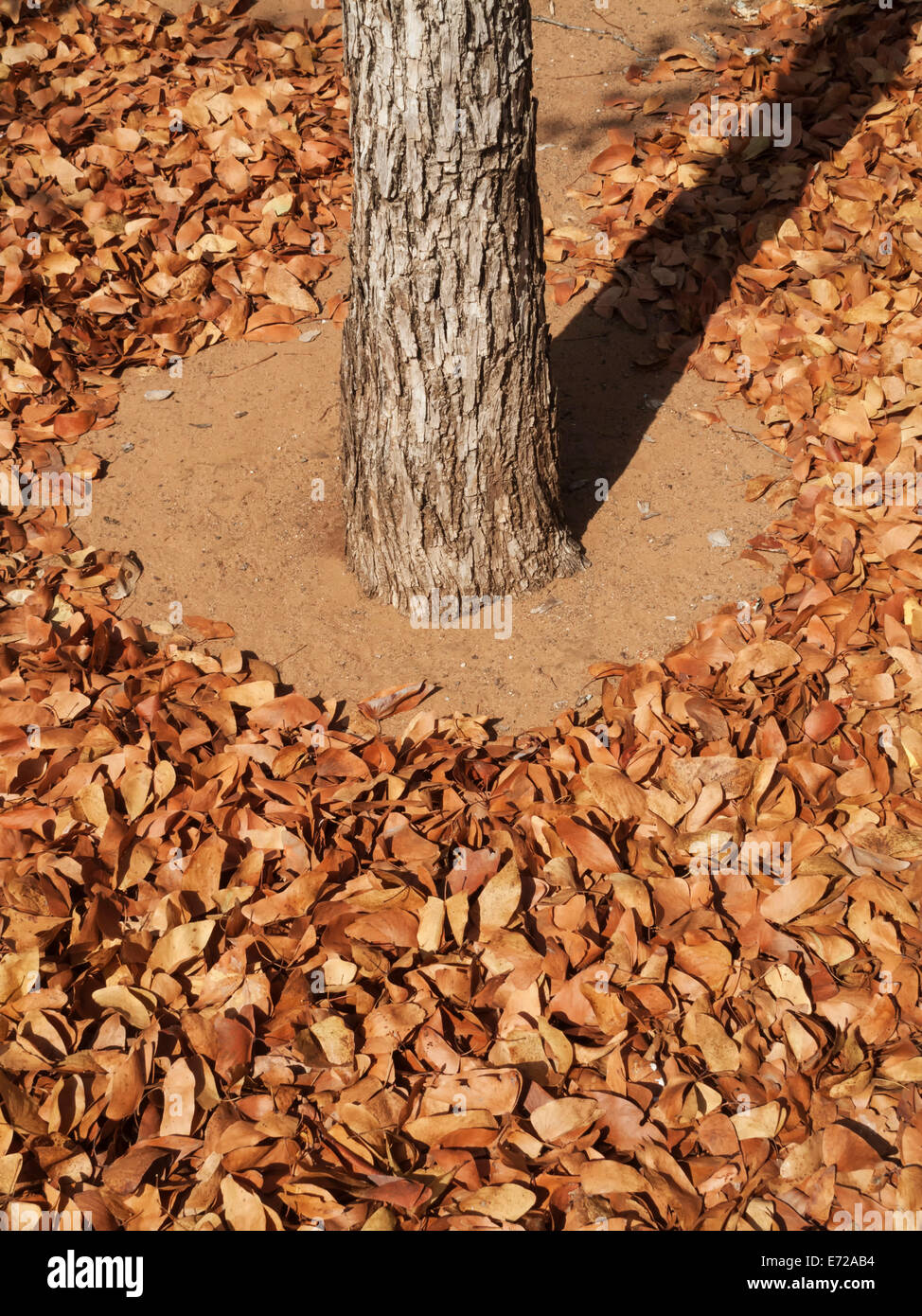 Colophospermum mopane hi-res stock photography and images - Alamy