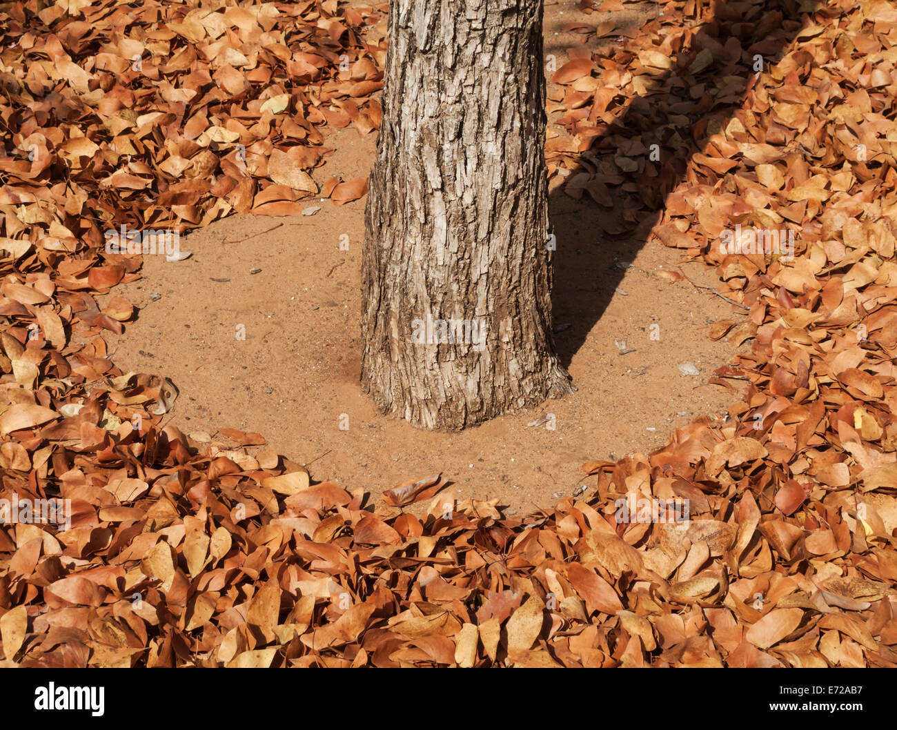 Fallen Mopane leaves (Colophospermum mopane), Kruger National Park ...