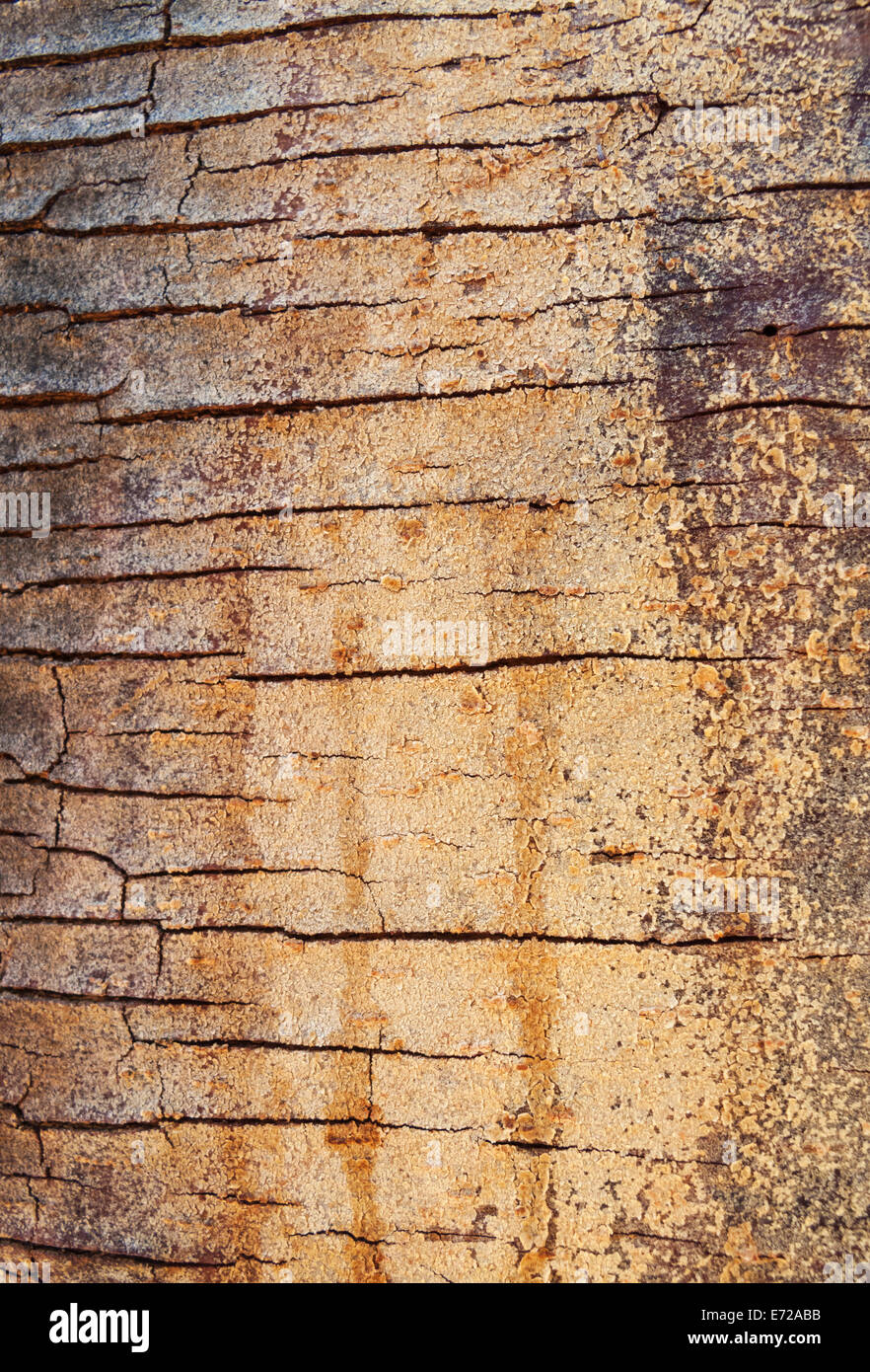 Fever Tree (Vachellia xanthophloea), detail of bark, Kruger National ...