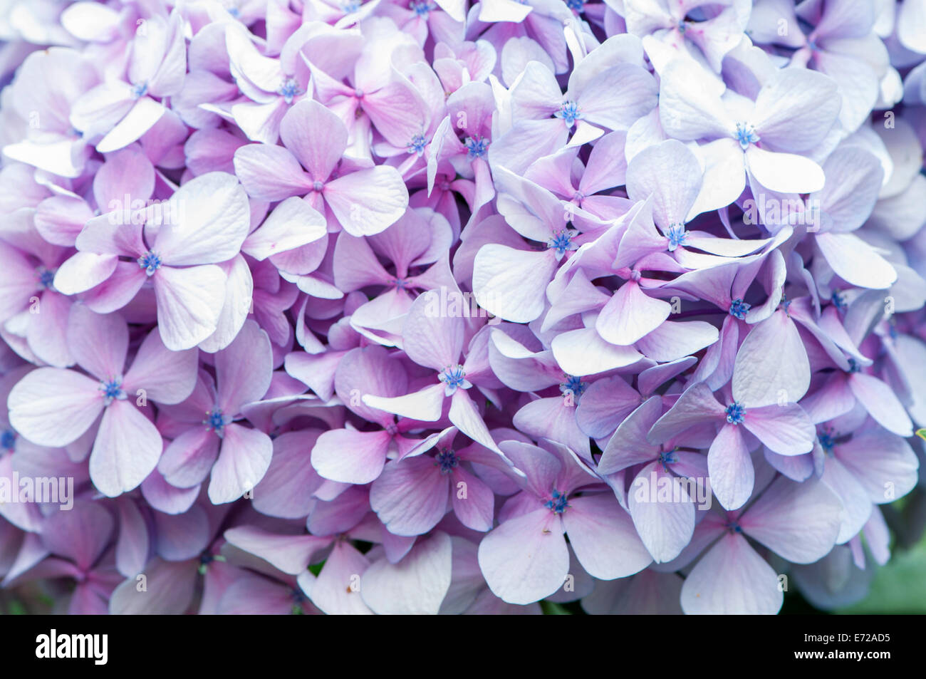 Color purple flower in the midst of nature Stock Photo - Alamy