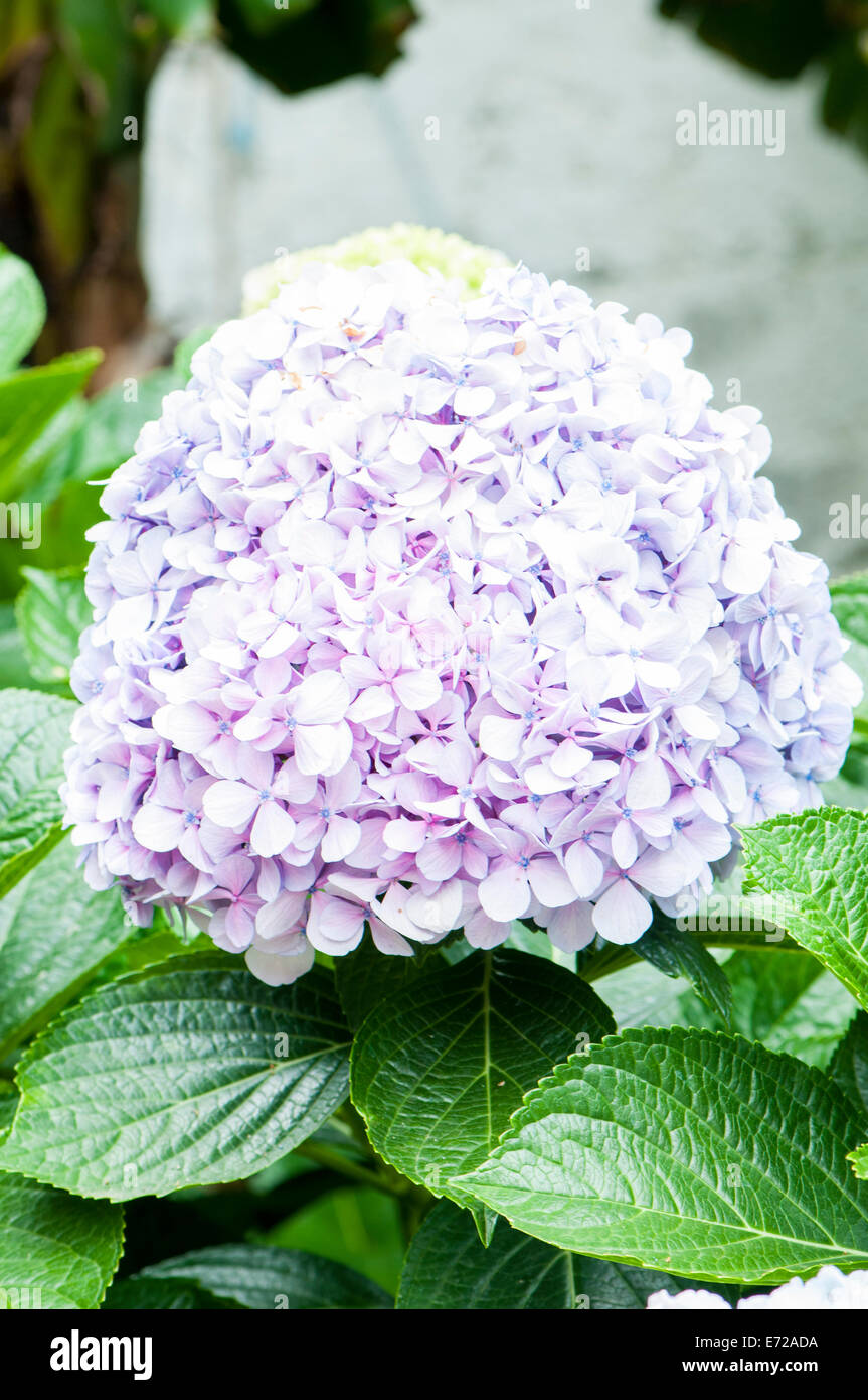 Color purple flower in the midst of nature Stock Photo - Alamy