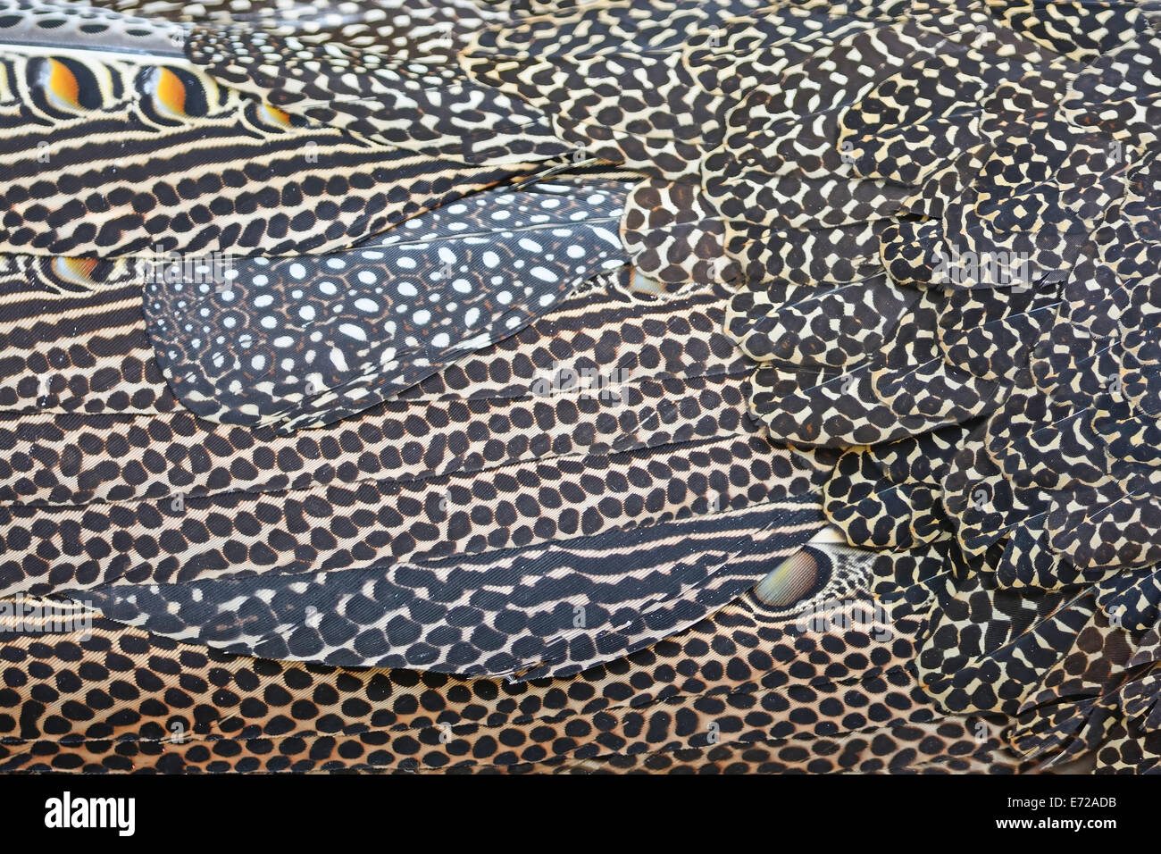 Colorful pattern bird feathers of Great argus feathers background Stock ...