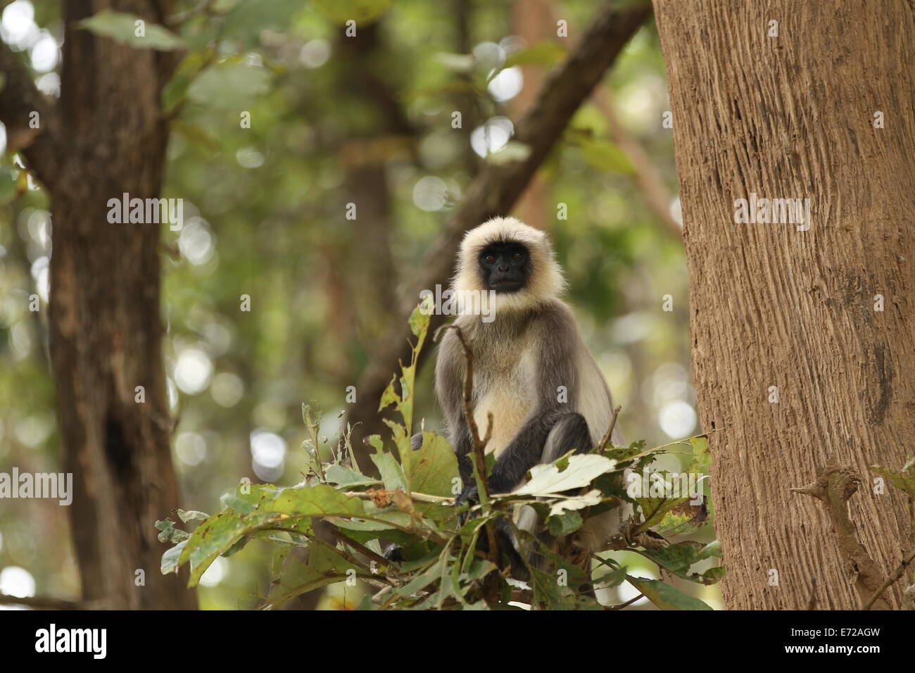 Lion Tail Monkey from Bandipur Forest India Stock Photo - Alamy