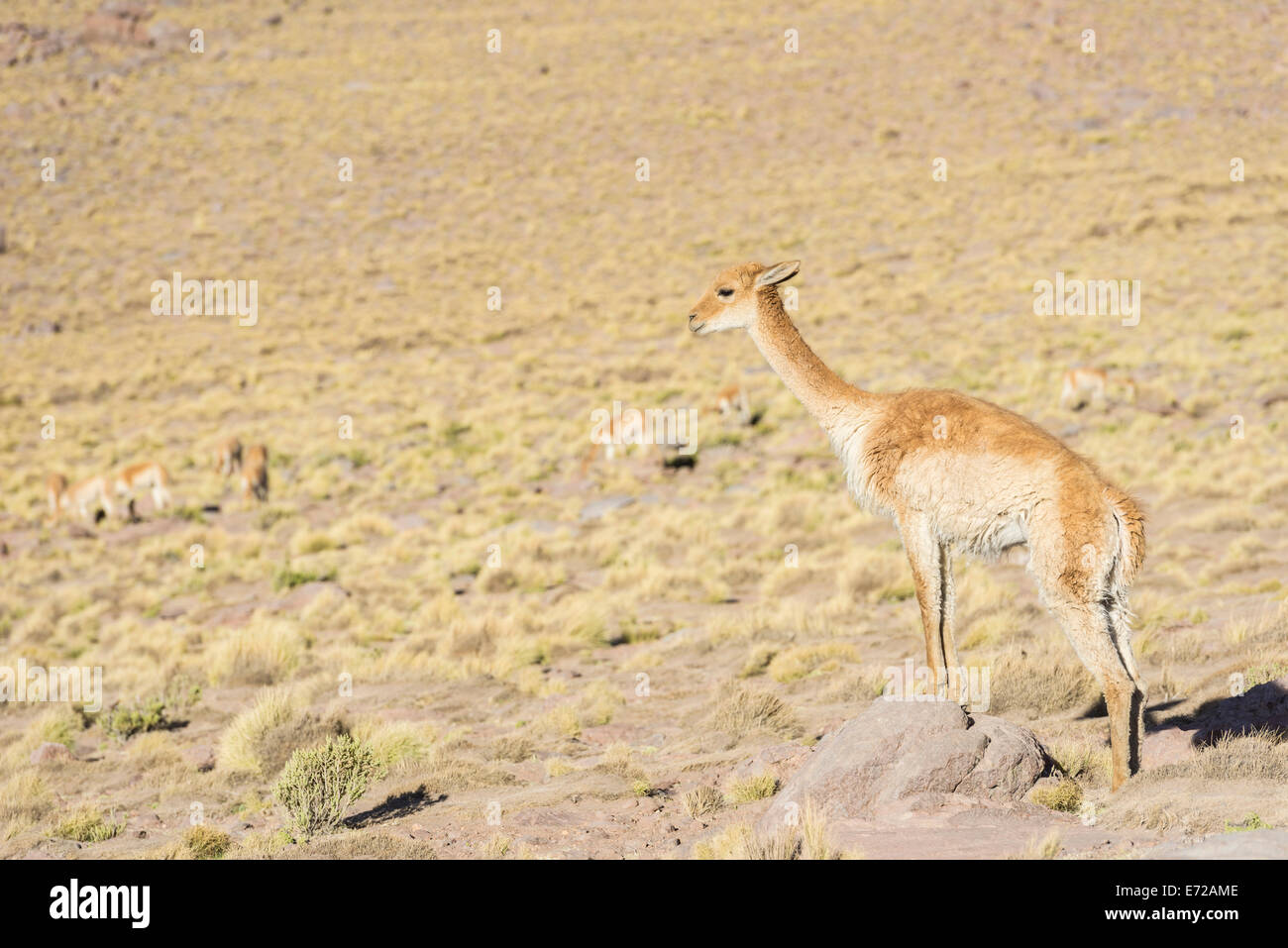 Atacama highland hi-res stock photography and images - Alamy