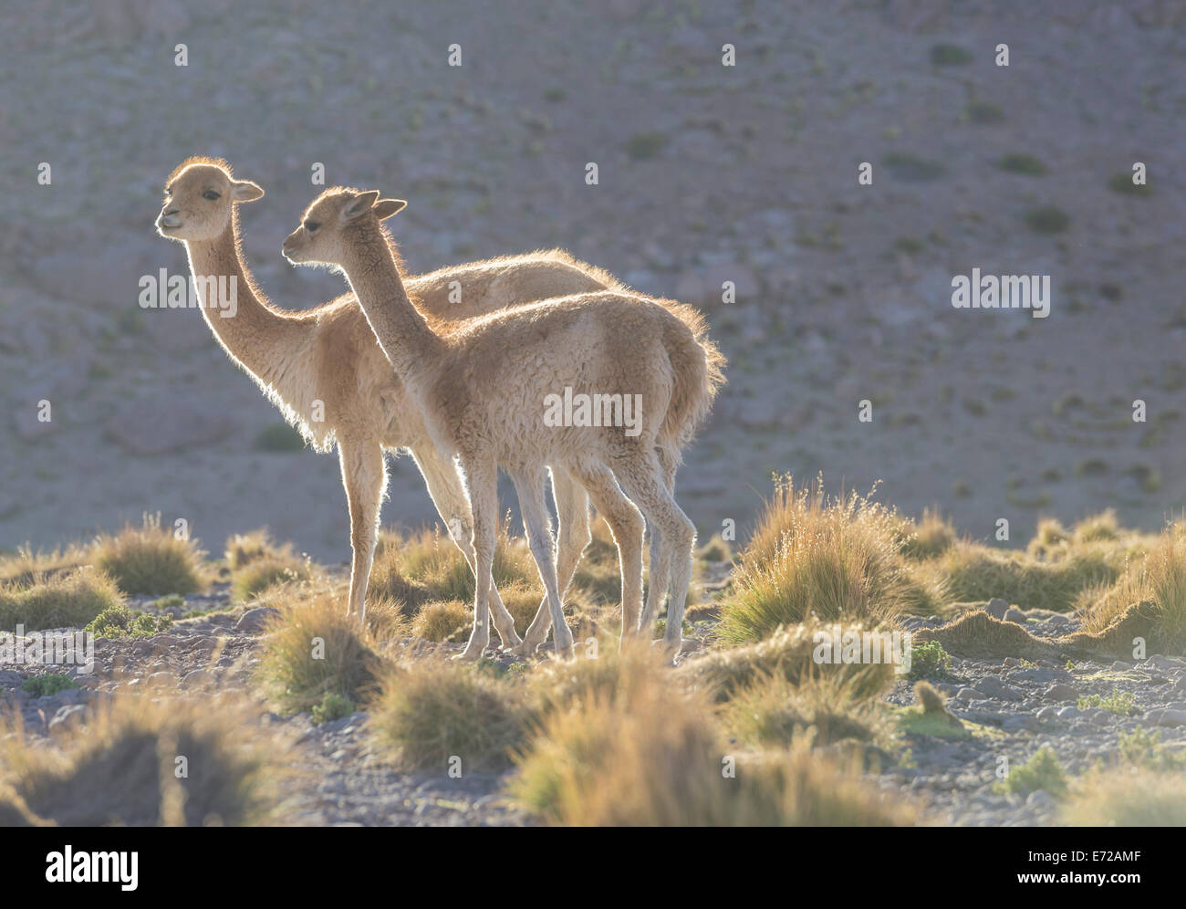 Vicuna atacama hi-res stock photography and images - Alamy