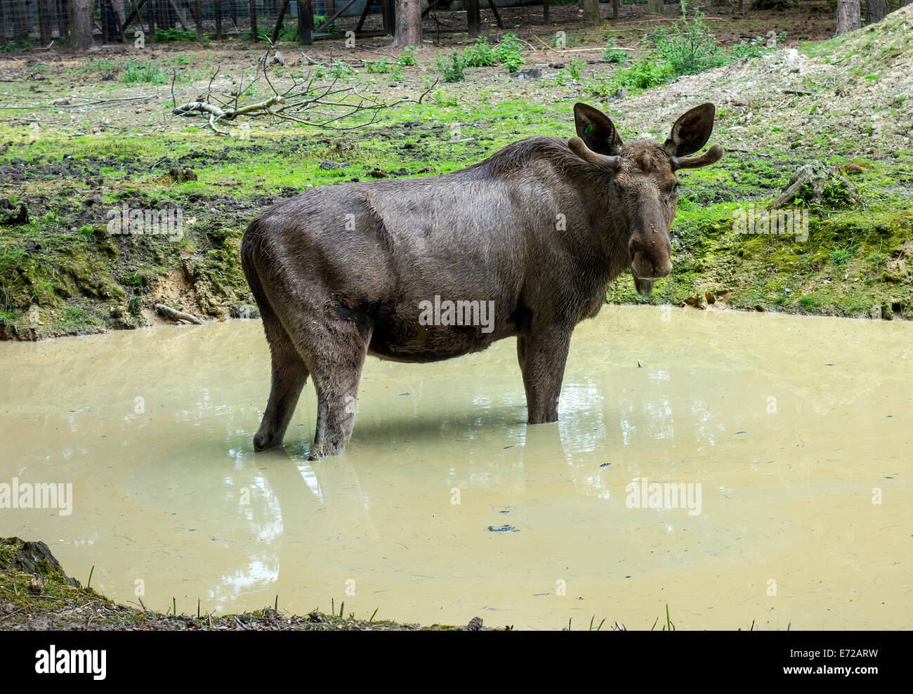 European Elk standing in a muddy pool Stock Photo - Alamy
