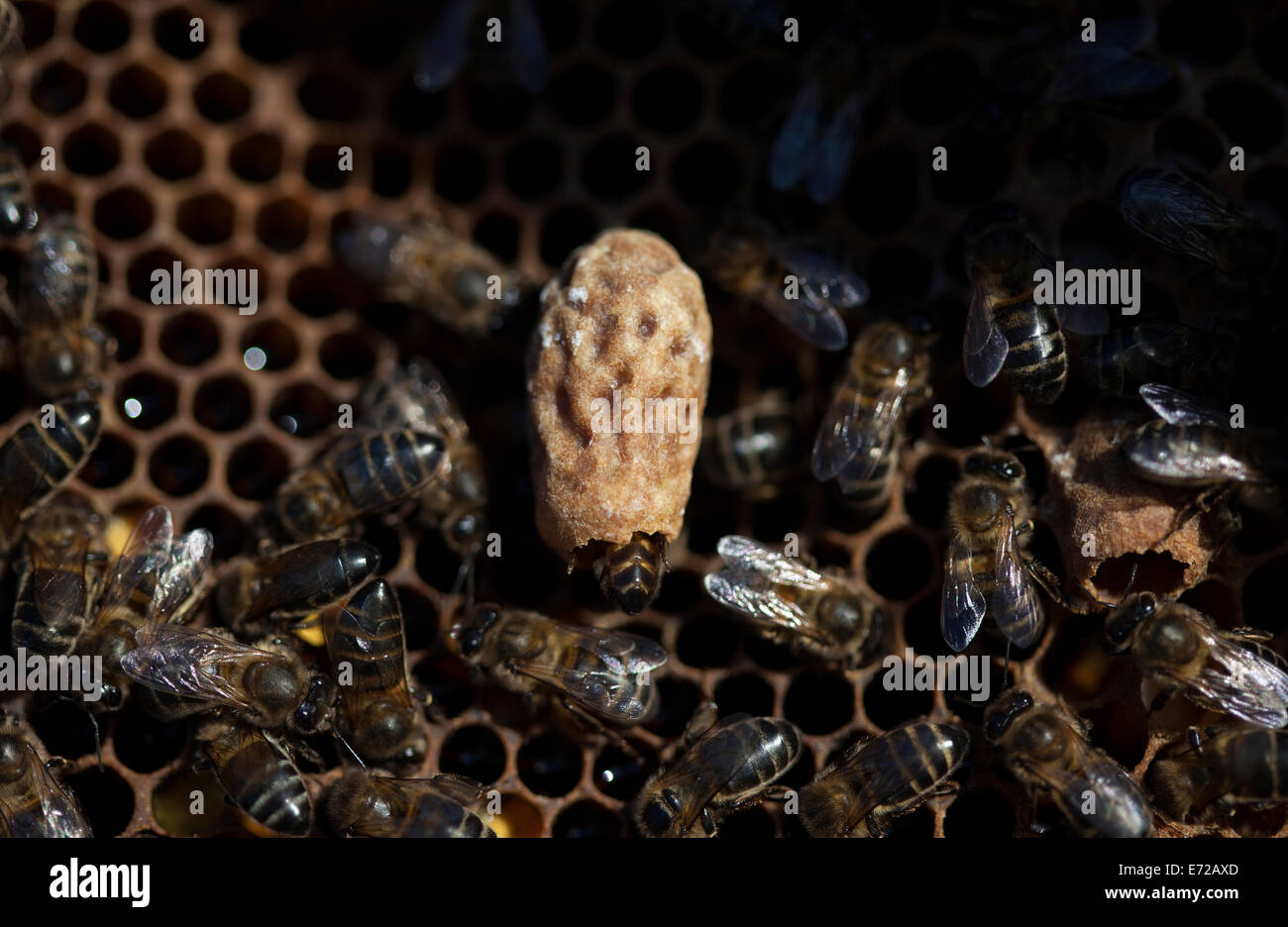 Nurse bees take care of a queen bee egg in a queen cup on a beehive of ...