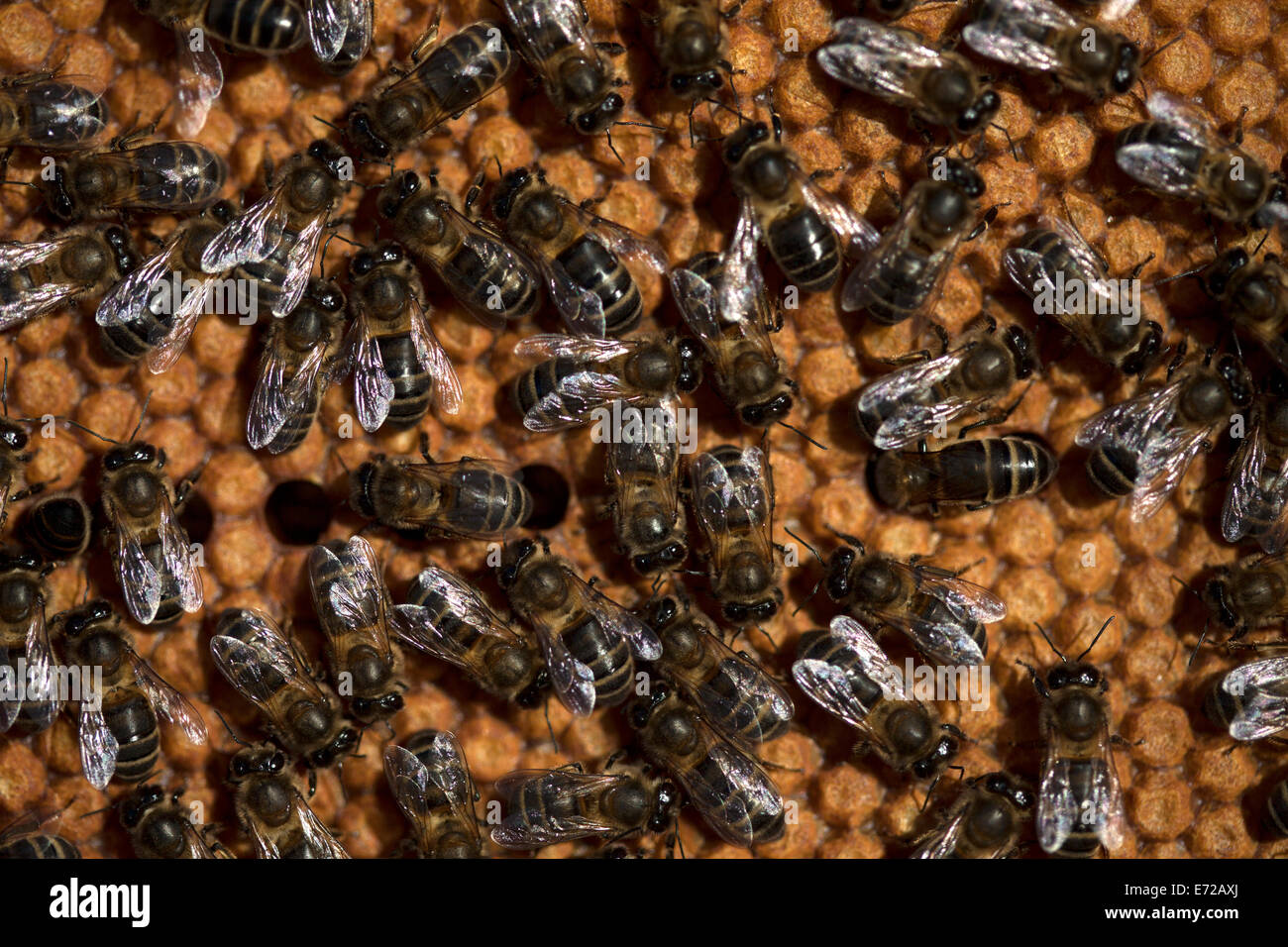 Nurse honeybees hi-res stock photography and images - Alamy