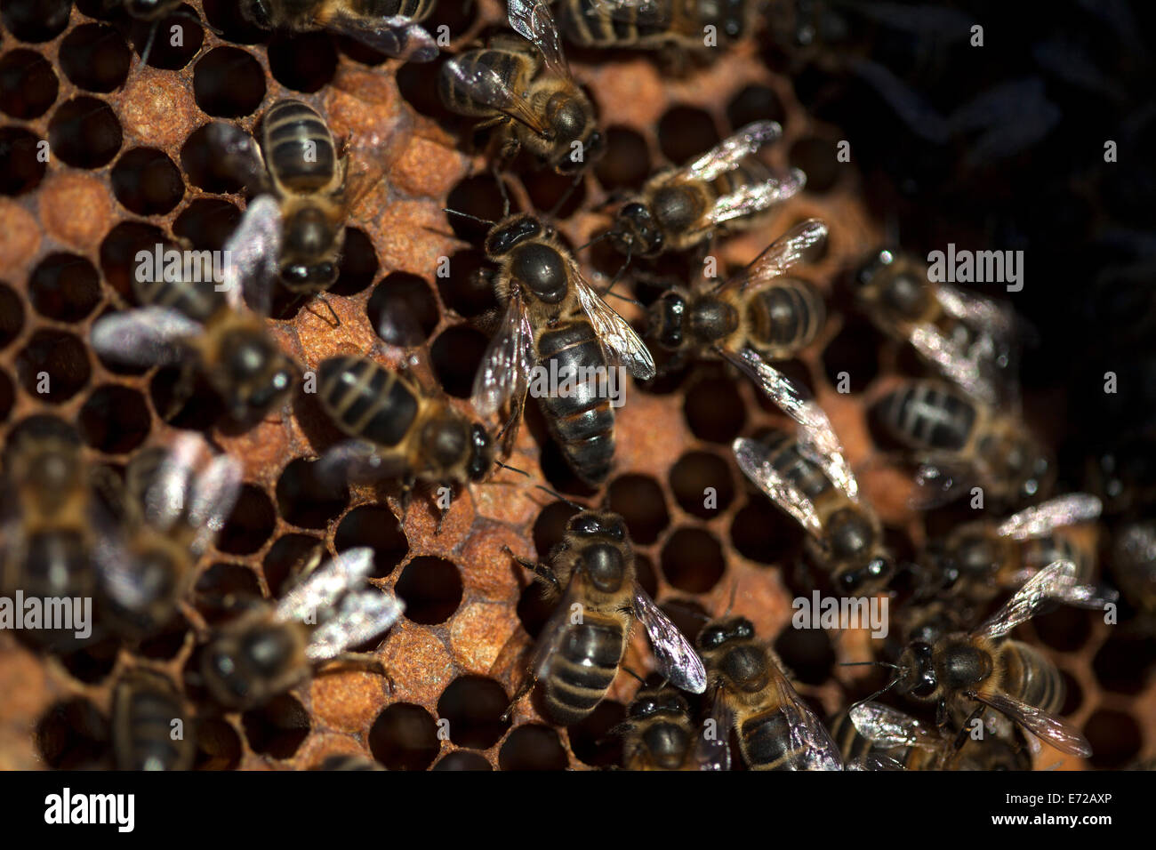 Nurse bees hi-res stock photography and images - Alamy