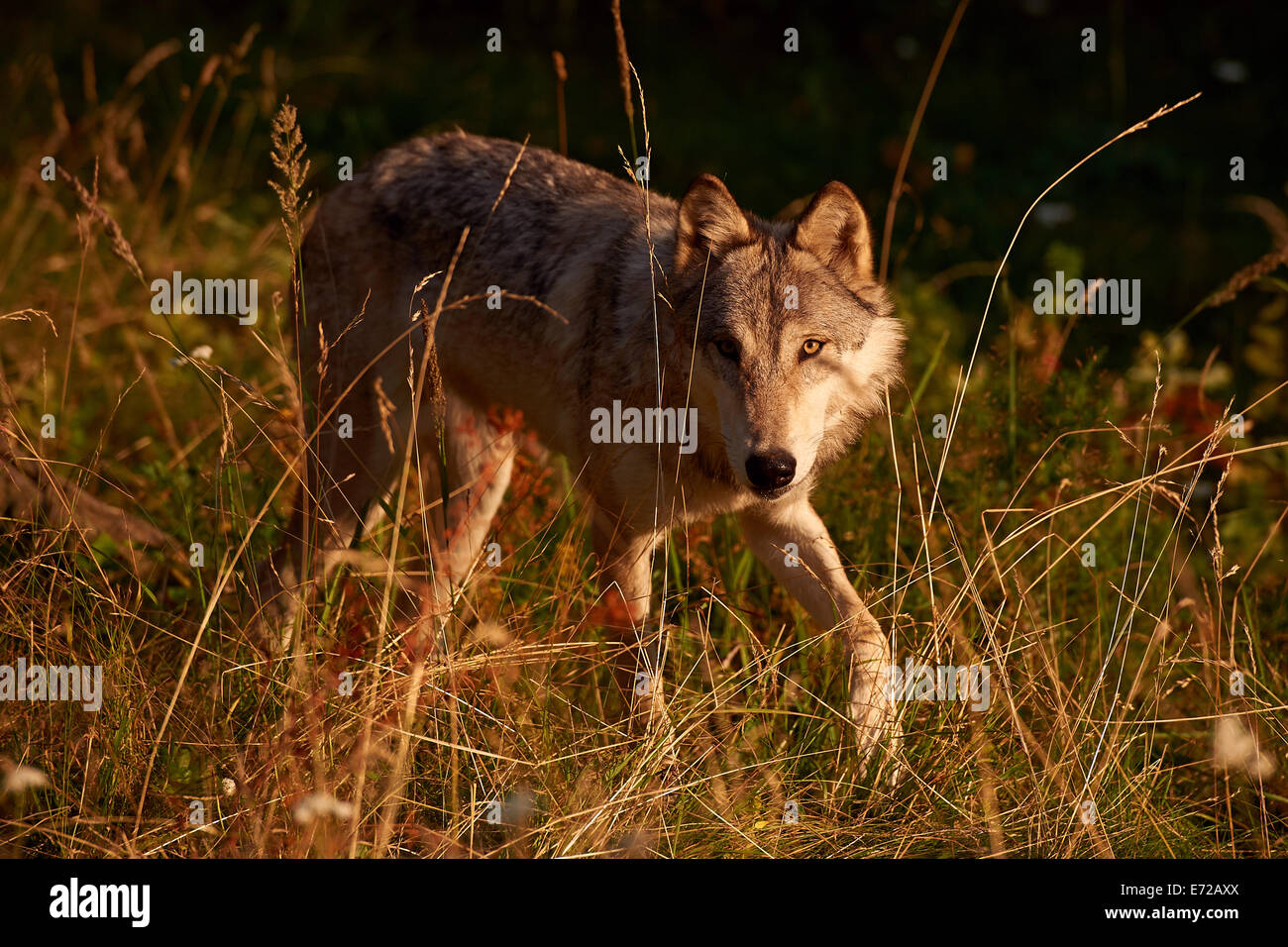 Wolf in grass hi-res stock photography and images - Alamy