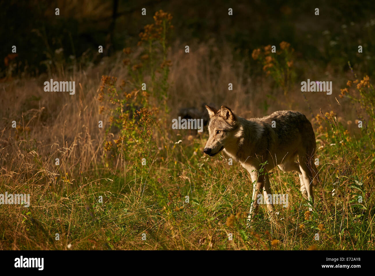 Wolf in grass field hi-res stock photography and images - Alamy