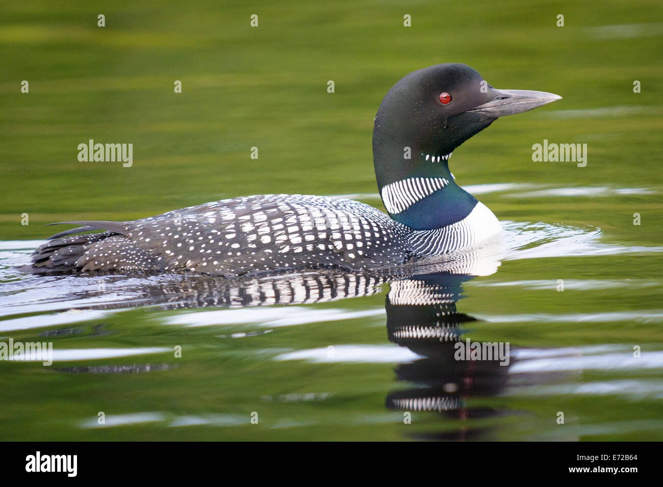 Common loon, Gavia immer, Orland, Maine Stock Photo - Alamy
