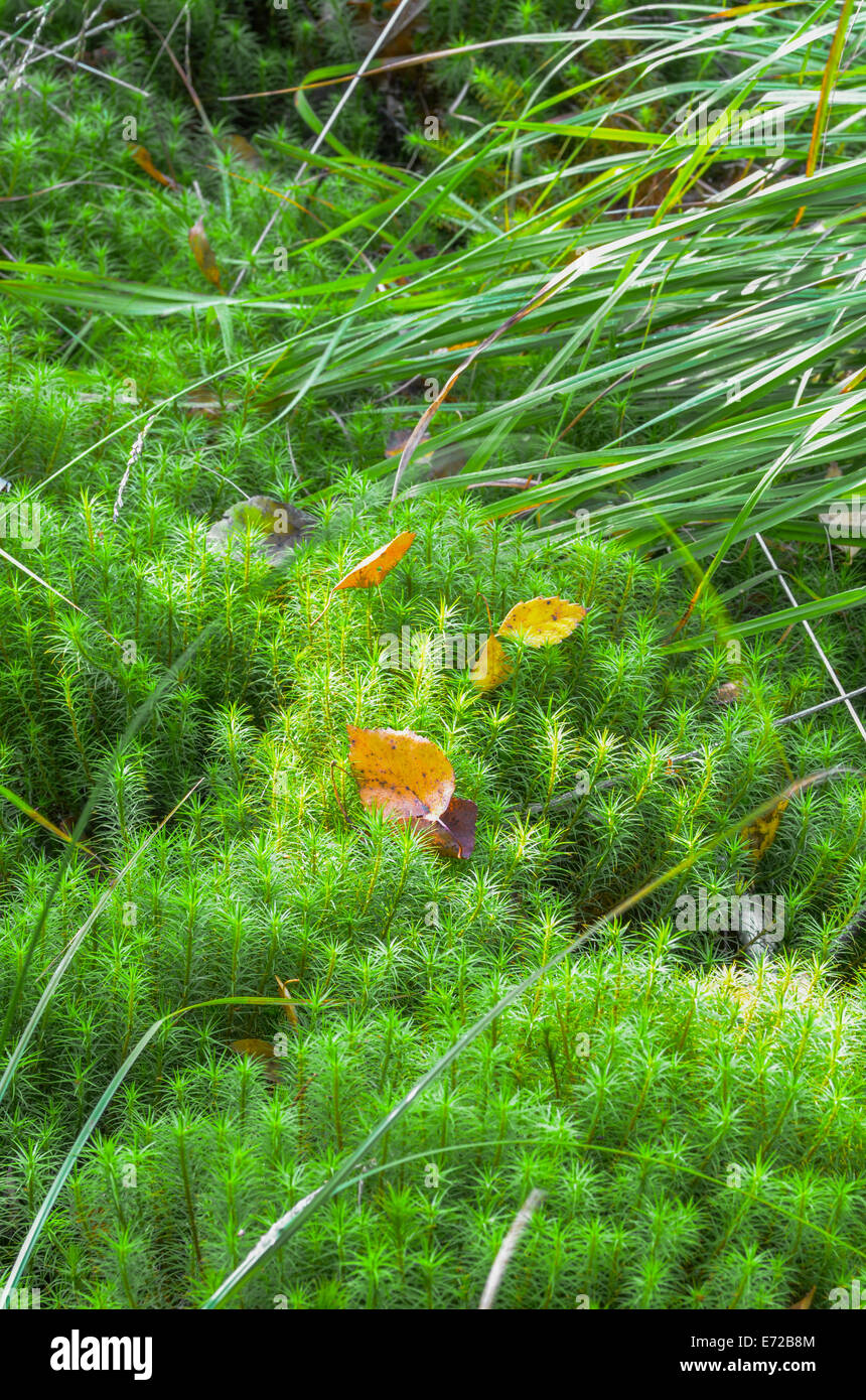 Moss in forest hi-res stock photography and images - Alamy