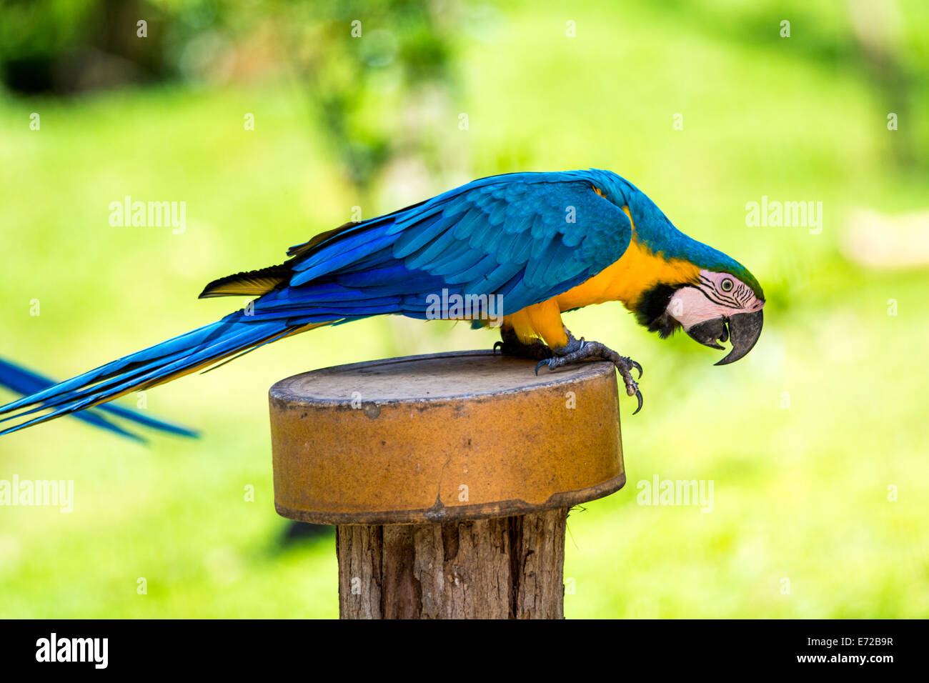 Blue & Gold Macaw Stock Photo - Alamy