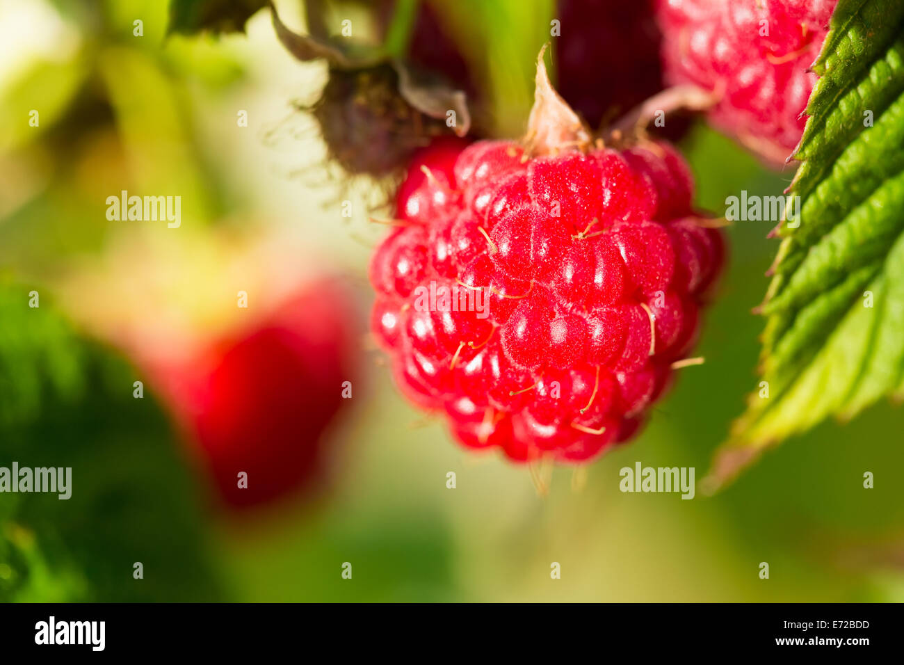 Raspberries. Growing Organic Berries Closeup. Ripe Raspberry In The ...