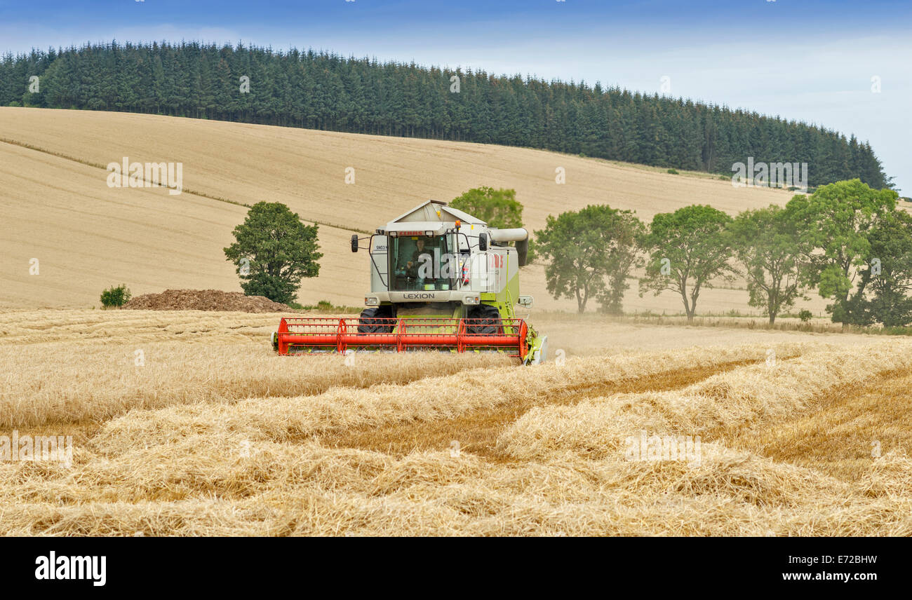Barley Harvest Scotland High Resolution Stock Photography and Images ...