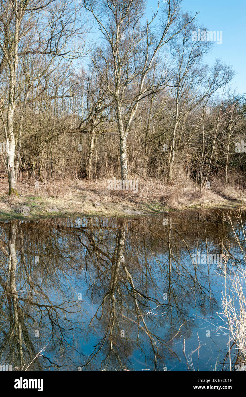 Lake forest reflection water trees hi-res stock photography and images ...