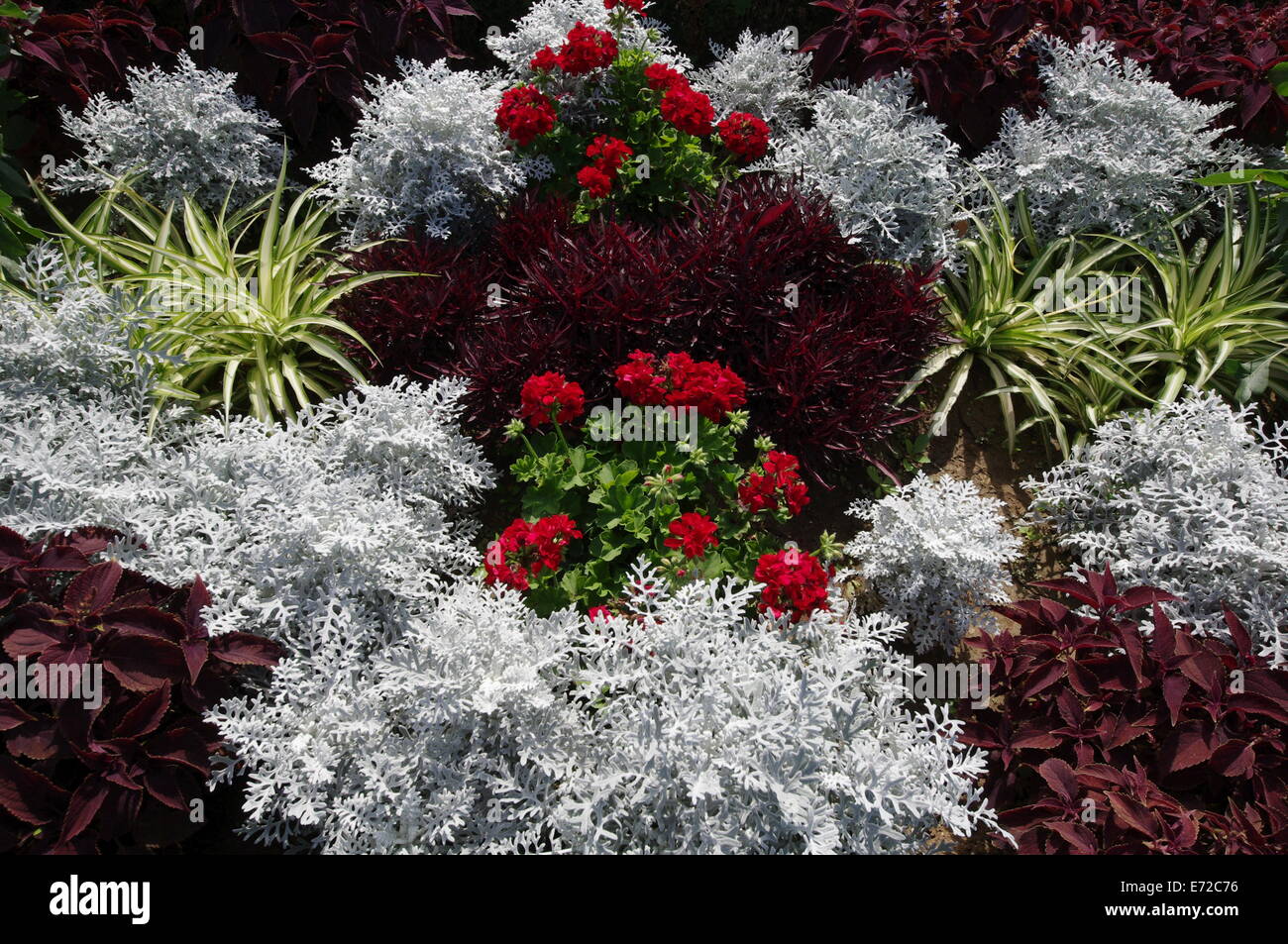 Composition of colored flowers and plants Stock Photo - Alamy