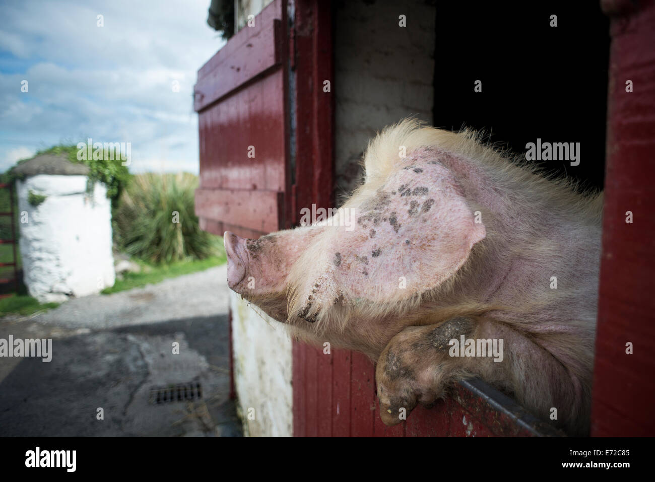 Pig standing on hind legs hi-res stock photography and images - Alamy