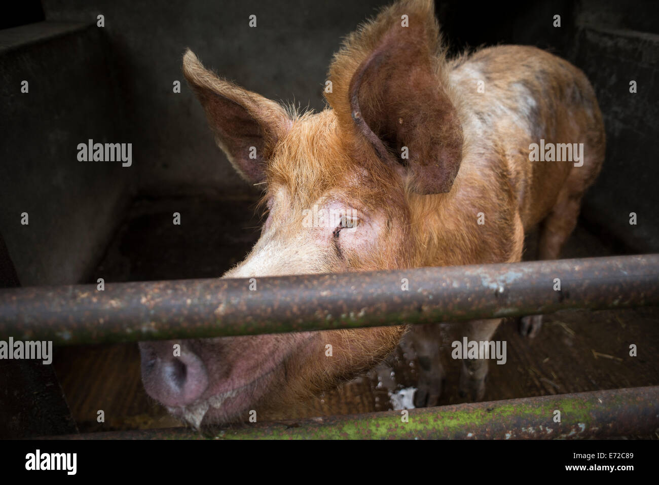 A large, red haired Tamworth pig with big ears in its pigsty look out ...