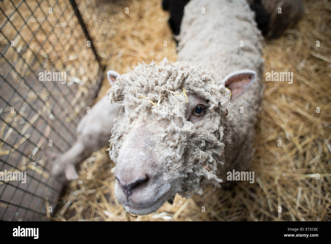 Sheep mating hi-res stock photography and images - Alamy