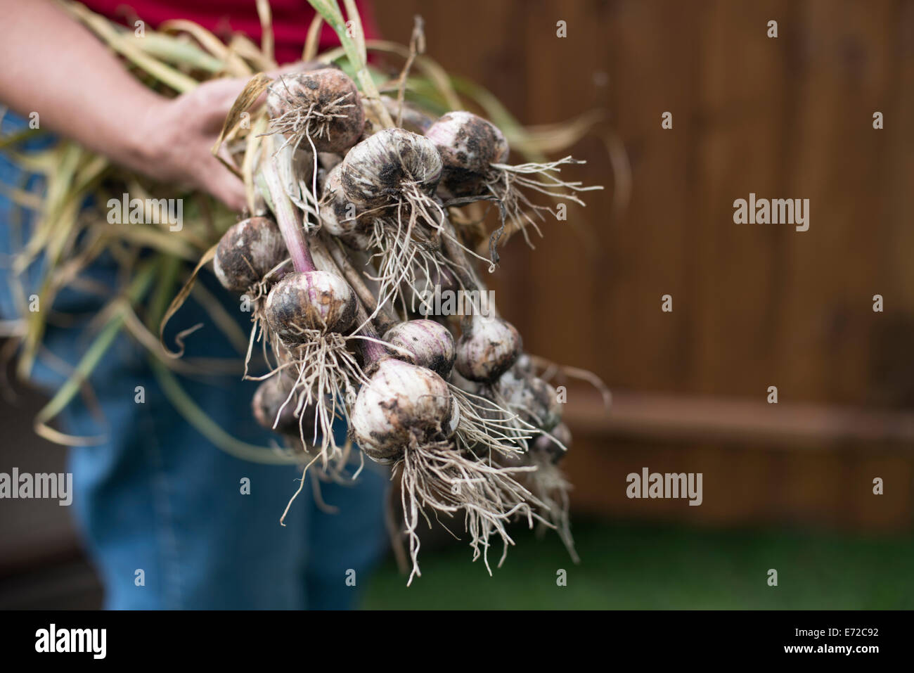 Bunch of freshly picked garlic held in the gardener's hand Stock Photo ...