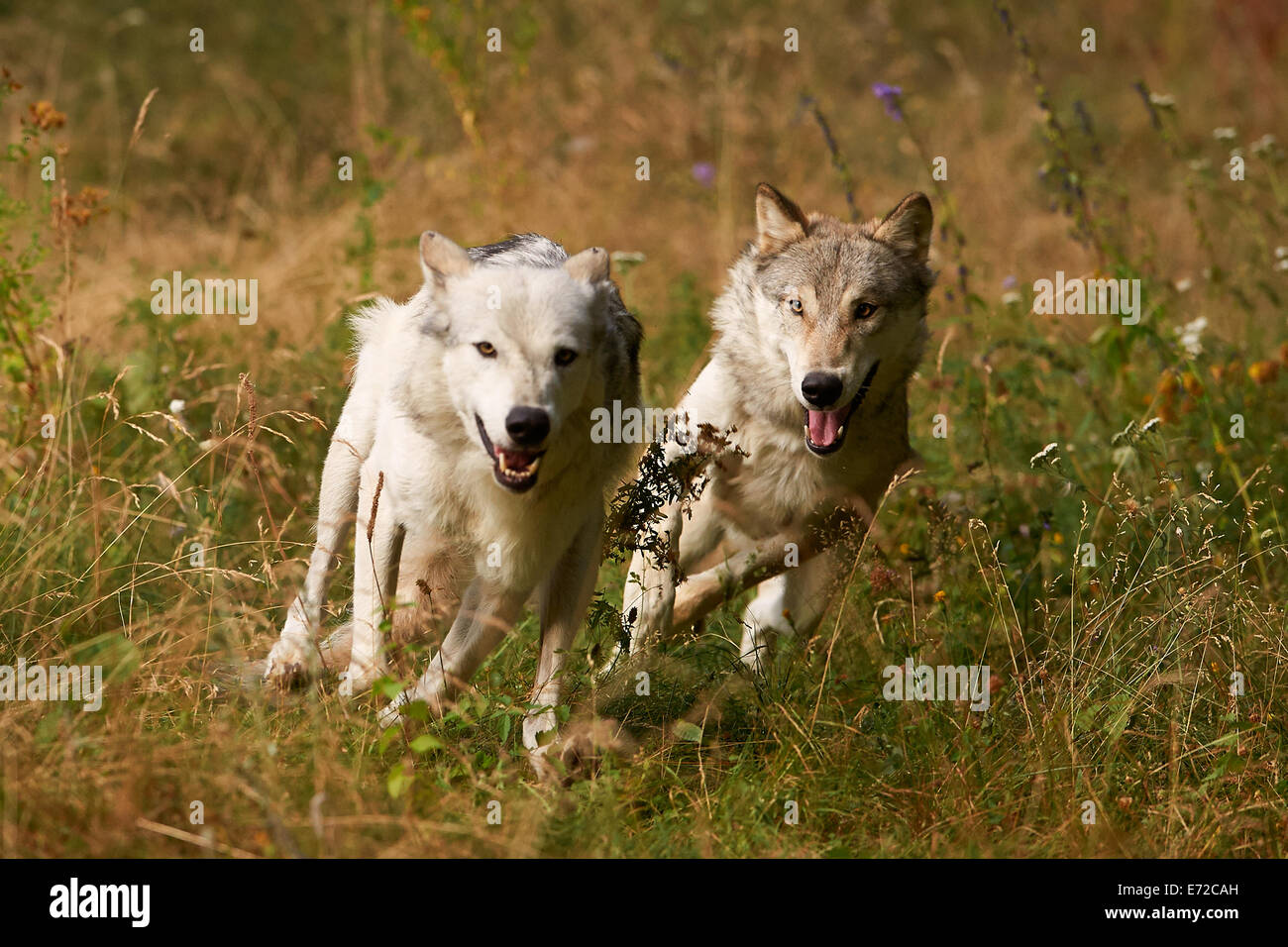 Wolf pack running hi-res stock photography and images - Alamy