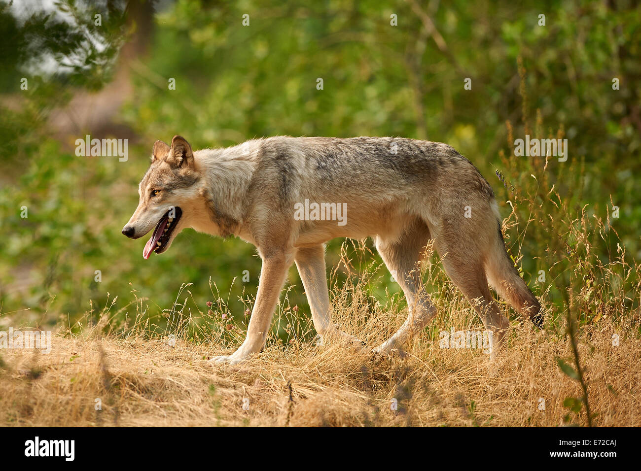 Grey wolf canis lupus walking hi-res stock photography and images - Alamy